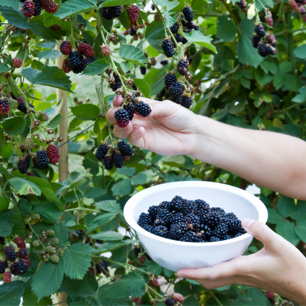Blackberry Coulis Pancake Topping Recipe - The Little Pancake Company